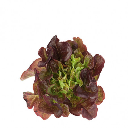 LECHUGA HOJA DE ROBLE MORADA Huerta de proximidad | deHigosaPeras