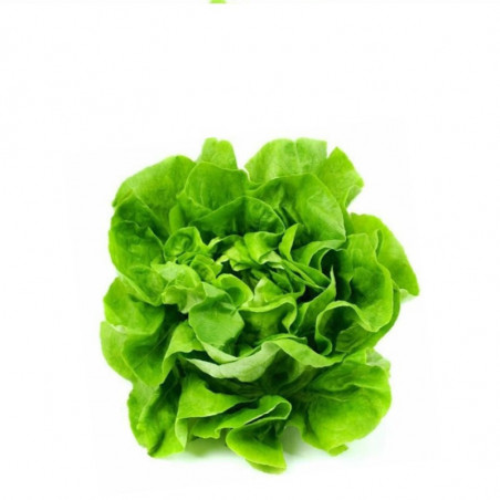 LECHUGA TROCADERO en tu Huerta de proximidad | deHigosaPeras