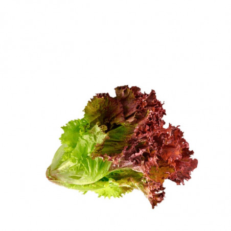 LOLLO ROSSO en tu Huerta de proximidad | deHigosaPeras