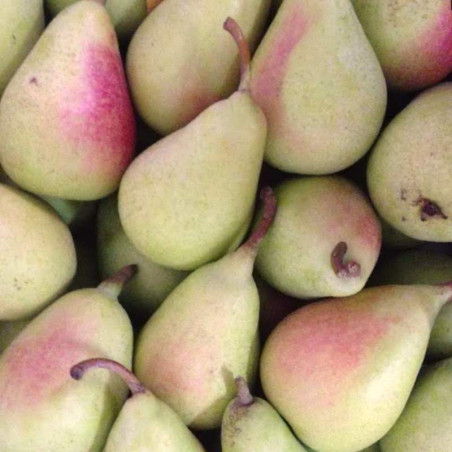 Comprar PERA ERCOLINA, de tu Huerta de proximidad | deHigosaPeras