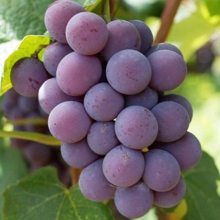 Buy strawberry grapes,: in your nearby orchard in your nearby orchard ...