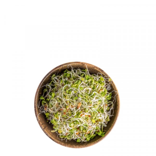 FENNEL SPROUTS in your nearby orchard | deHigosaPeras
